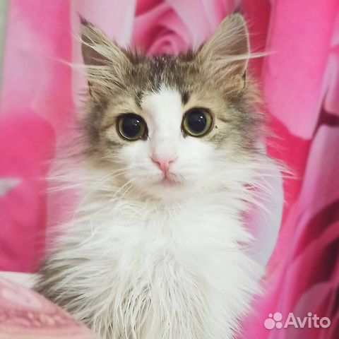 Кэти, 4,5 месяца, в дар