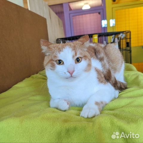 Котик Фунтик, 1 год (из приюта)