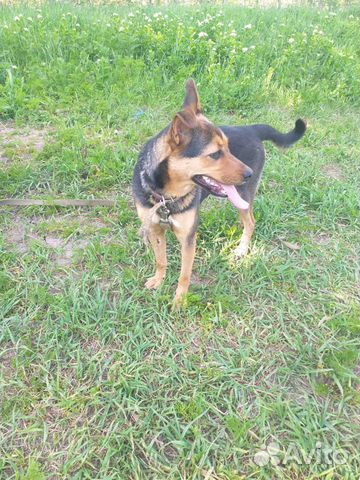 Мини немецкая овчарка