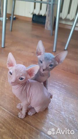 Продаются котята донского сфинкса