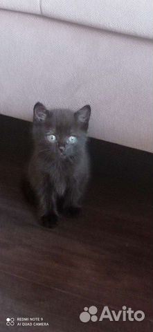 Кошки бесплатно