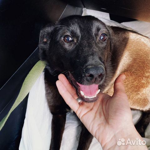 Мику предали дважды Щенок в добры руки