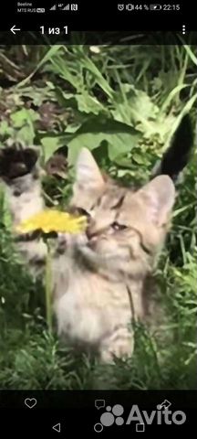 Котята