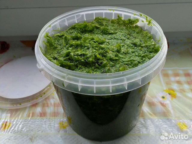 Ведёрко роголистника и ряски