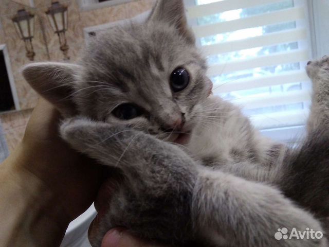 Катята Британские