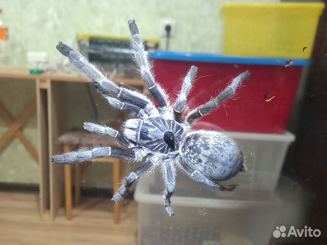 Ceratogyrus Marshalli паук птицеед с террариумом