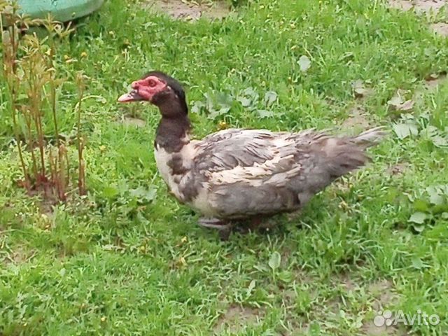 Индоселезень