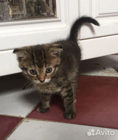 Котенок в добрые руки