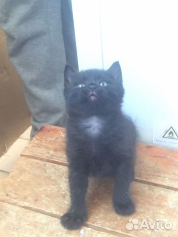 Котята