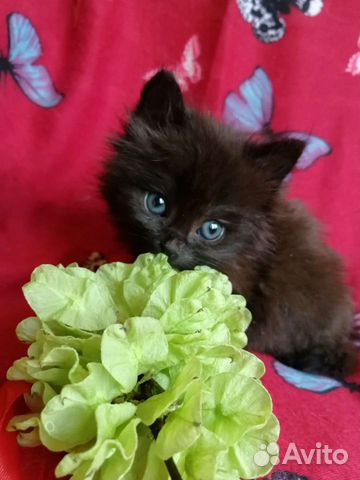 Котенок 1.5 месяца пушистая девочка
