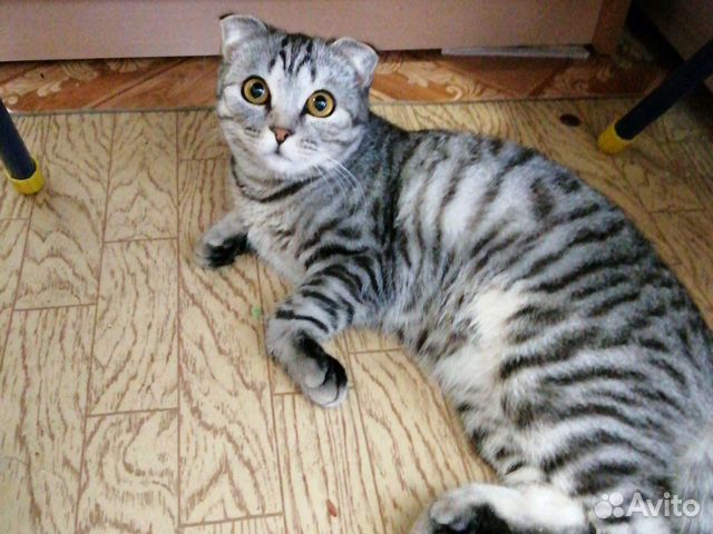 Шотландская вислоухая вязка