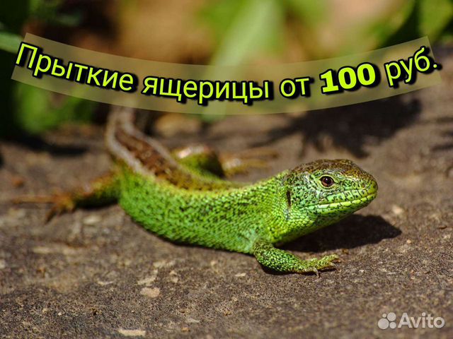 Прыткие Ящерицы