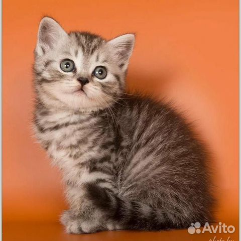 Шотланский котенок прямоухий вязка