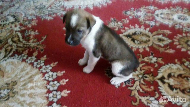 Продаются щенята