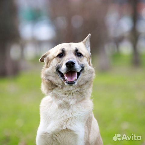 Пончик, сел в трамвай, чтобы его заметили