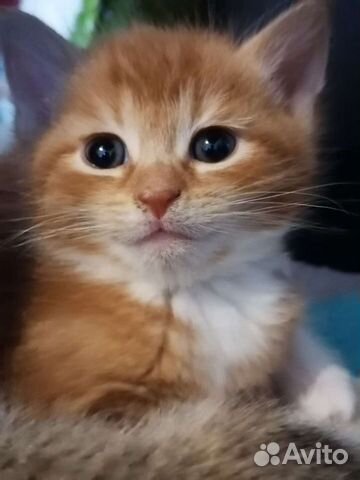 Очаровашки рыжики