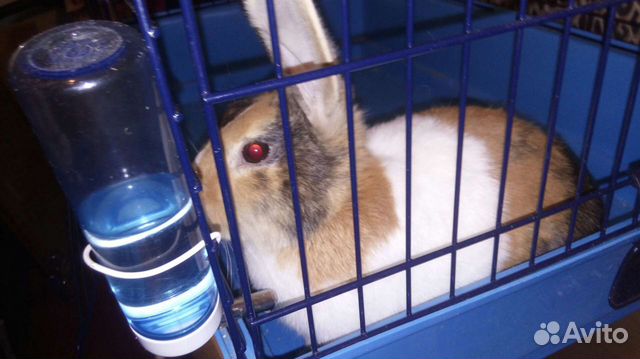 Отдаем кролика