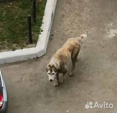 Потеряшка Алабай