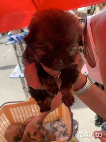 Щенок помесь шпица и пекинеса