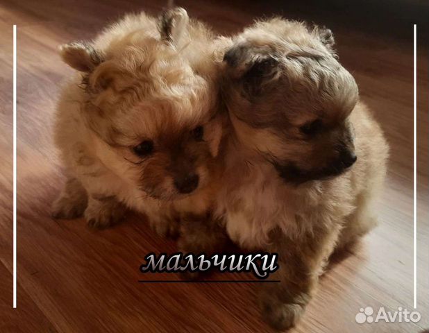 Щпиц, мальчики и мини-девочка
