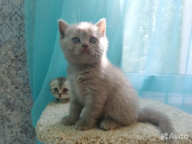 Шотландский котёнок