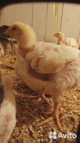 Цыплята бролера кобб500 масн чехия