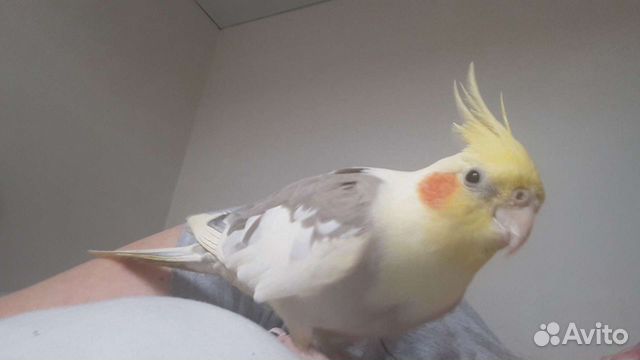 Попугай корелла