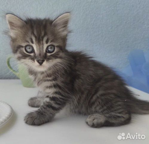 Котенок