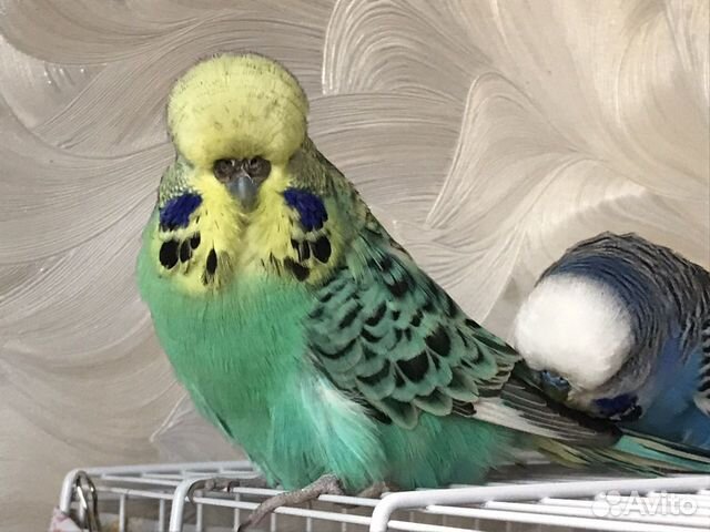 Девочка выставочного волнистого попугая