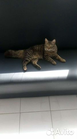 Кот Васька де Гамма