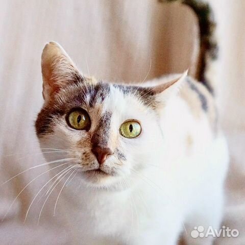 Кошечка Клепочка в самые заботливые руки