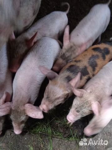 Поросенок ландрас 1 месяц и 1,5 месяца