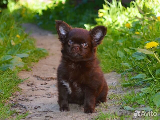 Шоко мальчиш