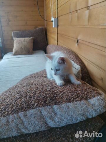 Кошка в дар