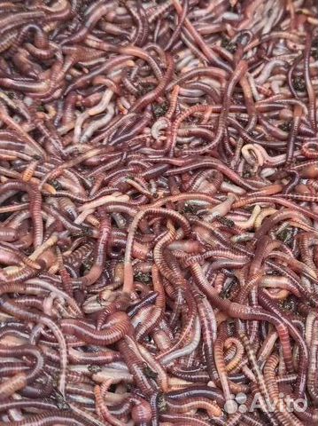 Червь старатель