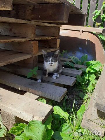 Котята в добрые руки бесплатно