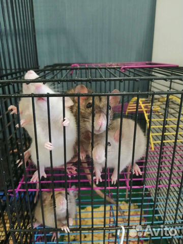 Декоративная крыса