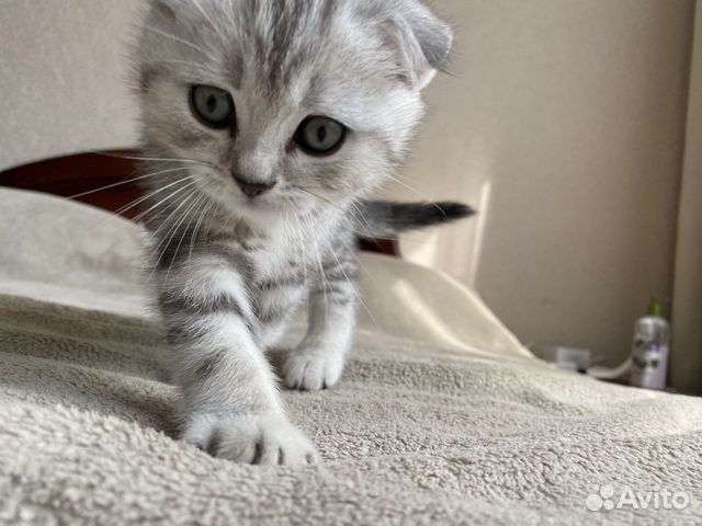 Шотландские котята вислоухие
