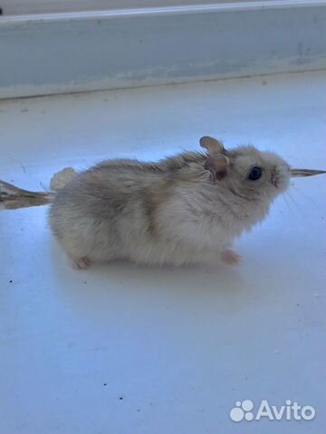 Хомяк Кэмпбелла