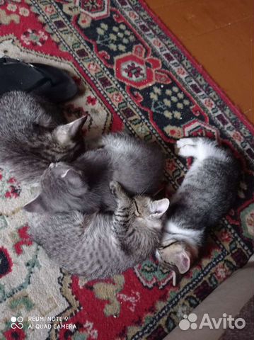 Кошка в дар