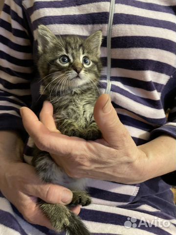 Котенок мальчик в добрые руки