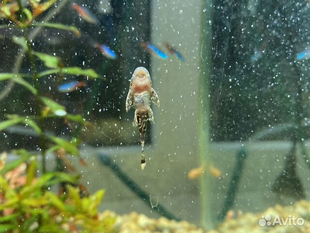 Аквариумные рыбки