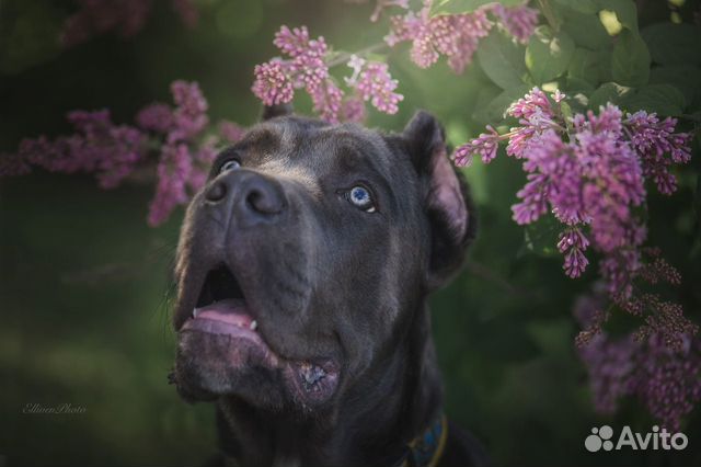 Кане Корсо щенки Продажа