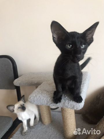 Ориентальная кошечка