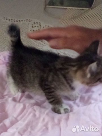 Котейка-бобтейлик 1,5 месяца. Ваш будущий "Зайка"