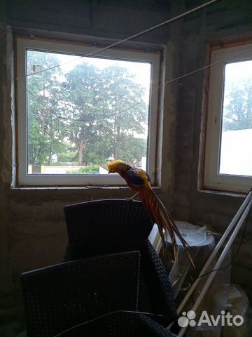 Фазан Золотой и Куры карликовые Серама Малазийская