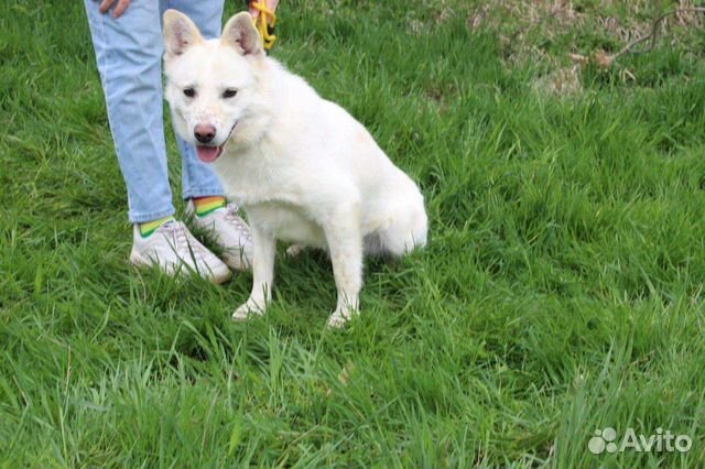 Вайт (Беляш) в добрые руки