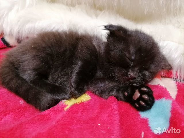 Метис шатландца веслоухого