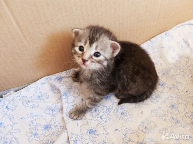Котята