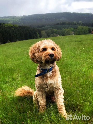 Australian Labradoodle Австралийский Лабрадудель
